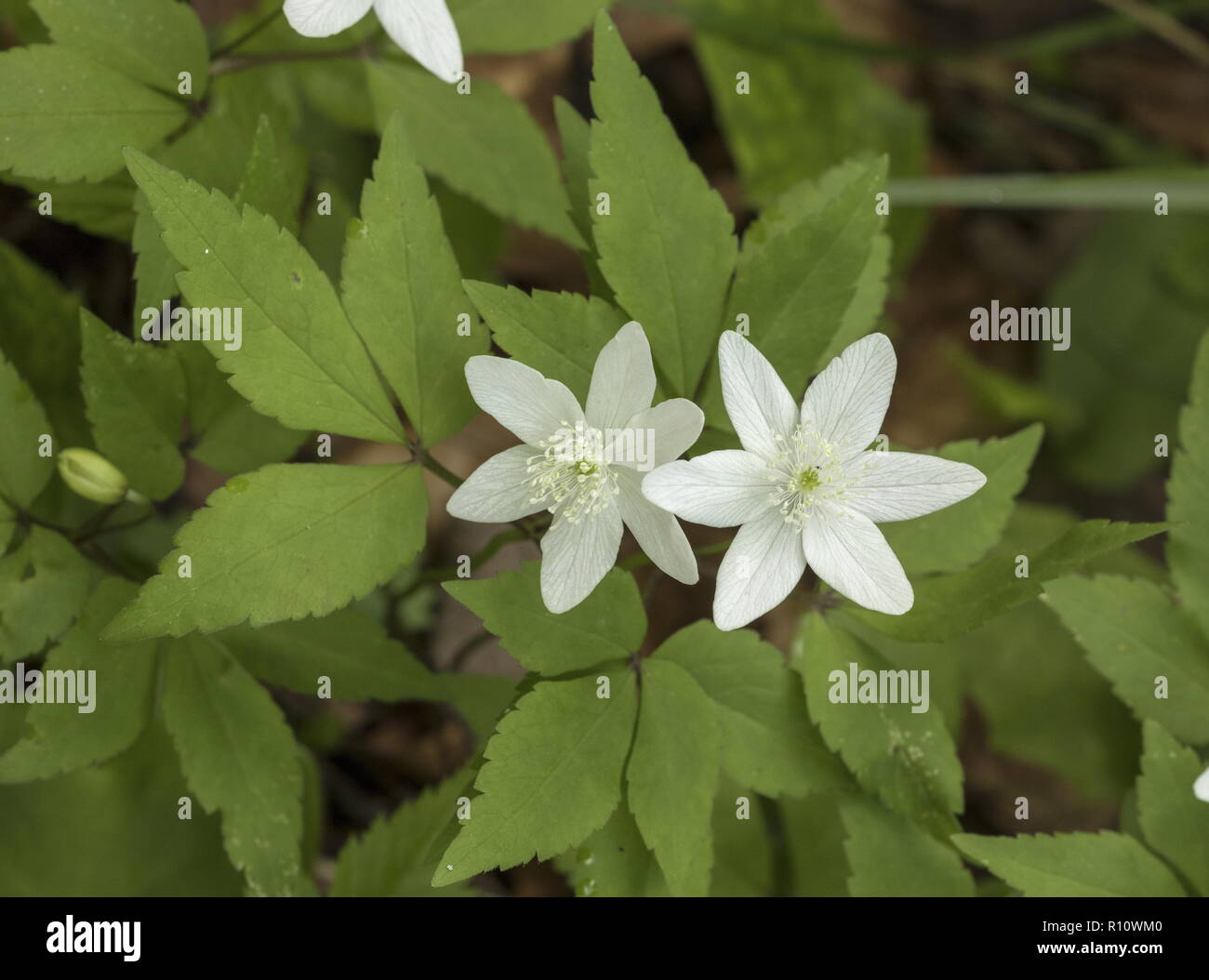 Three-leaved anemone, Anemone trifolia in flower in woodland, Julian ...