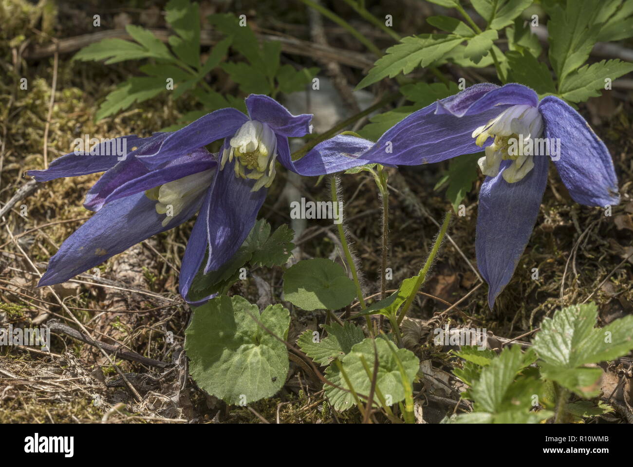 Alpine Clematis, Clematis alpina in flower in the Julian Alps, Slovenia ...
