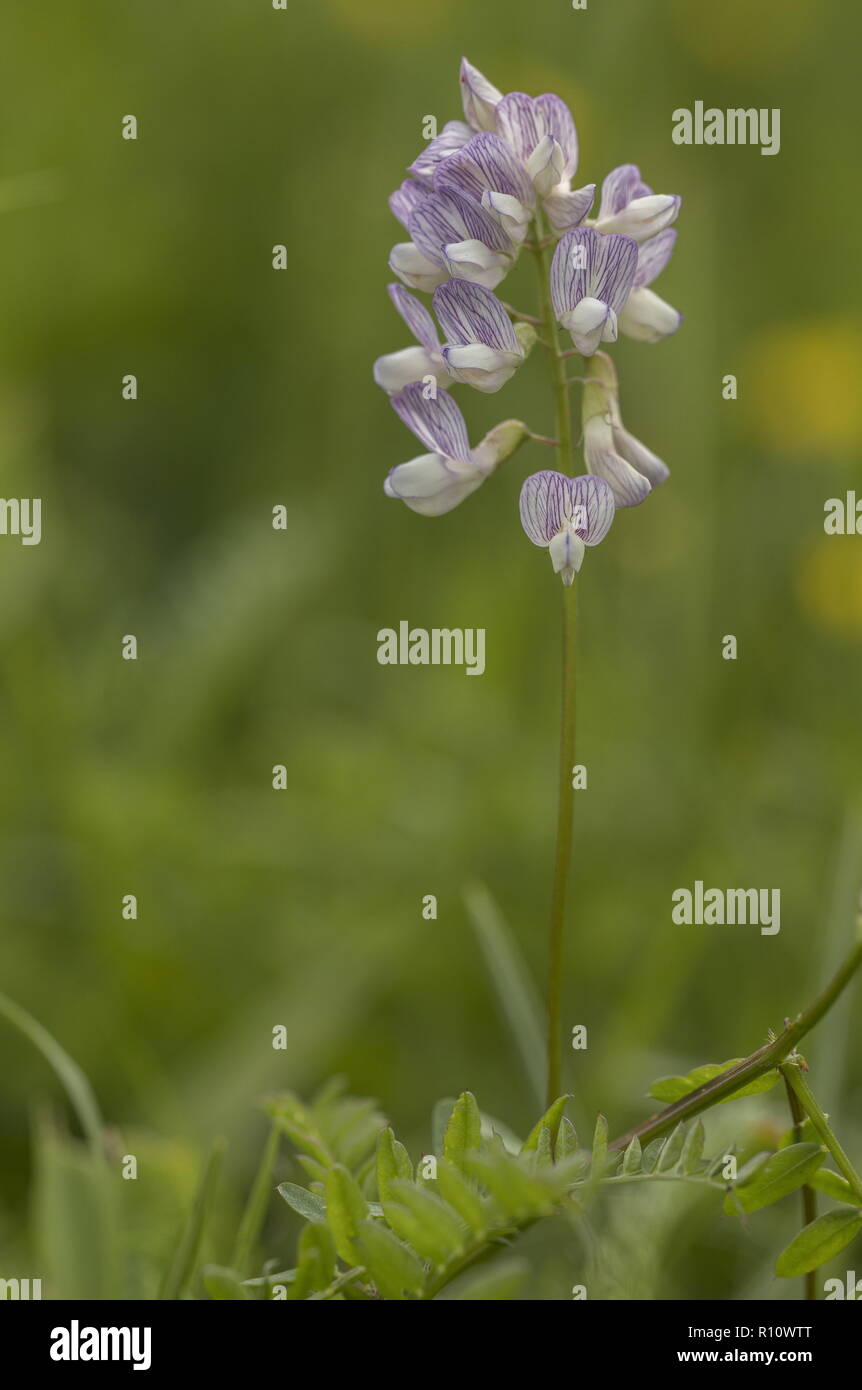 Wood Vetch, Vicia sylvatica in flower in old meadow Stock Photo - Alamy