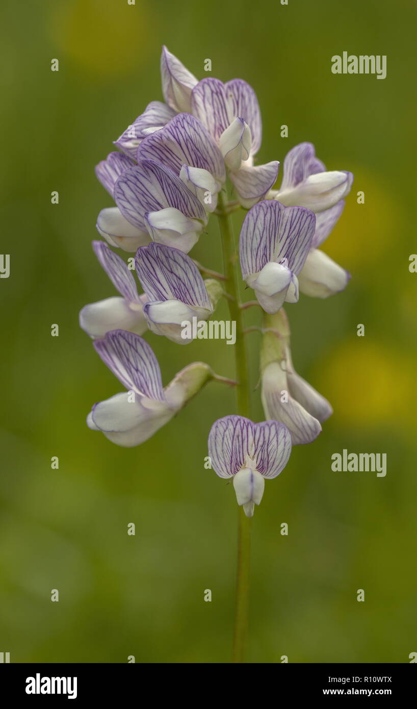 Wood Vetch, Vicia sylvatica in flower in old meadow Stock Photo - Alamy