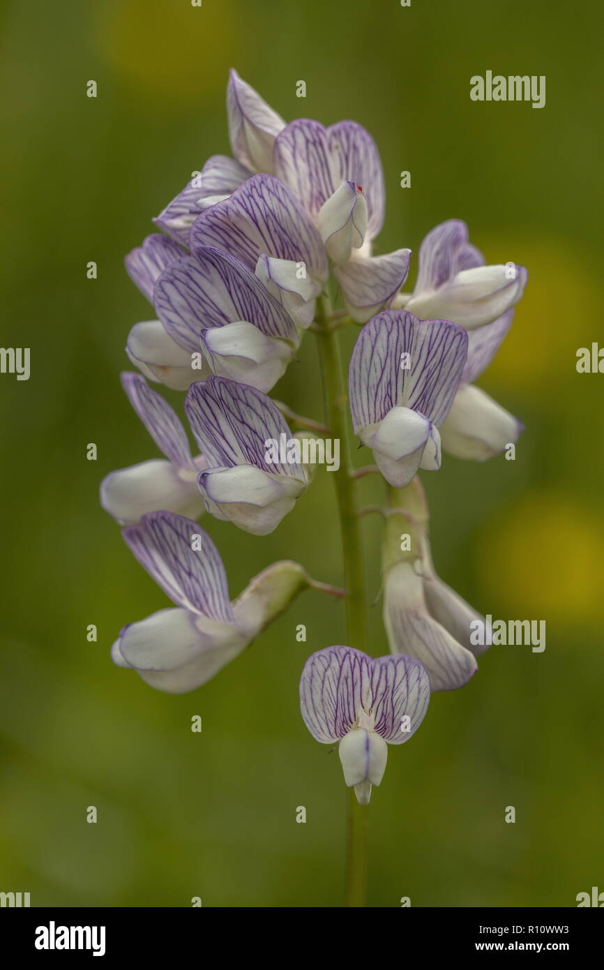 Wood Vetch, Vicia sylvatica in flower in old meadow Stock Photo - Alamy
