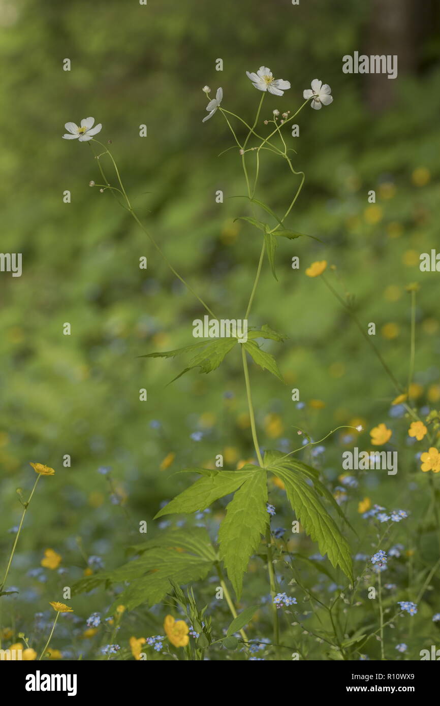 White buttercup hi-res stock photography and images - Alamy