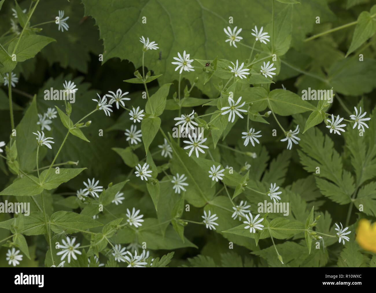 Stellaria nemorum hi-res stock photography and images - Alamy