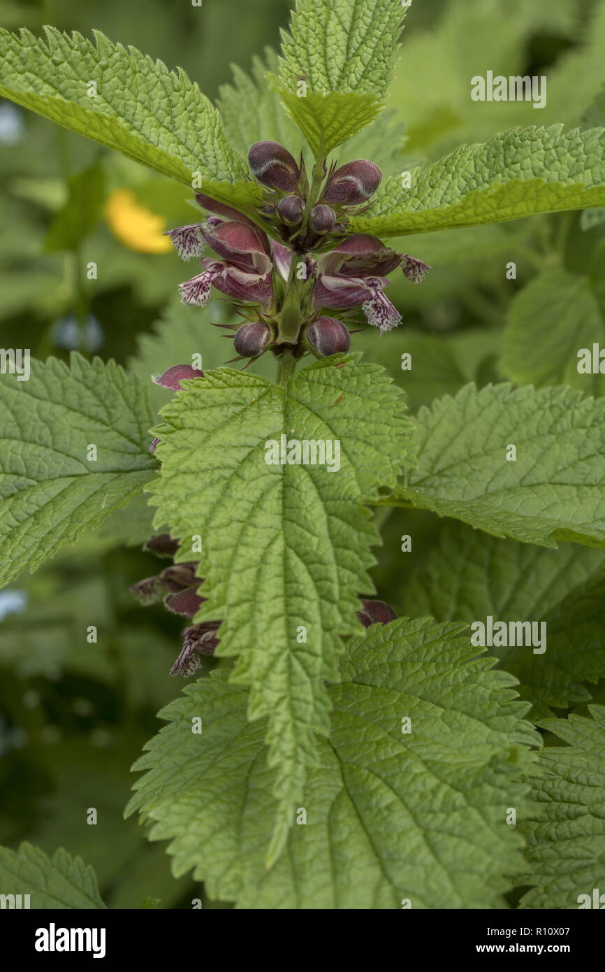 Plant wildflower mountain balm hi-res stock photography and images - Alamy