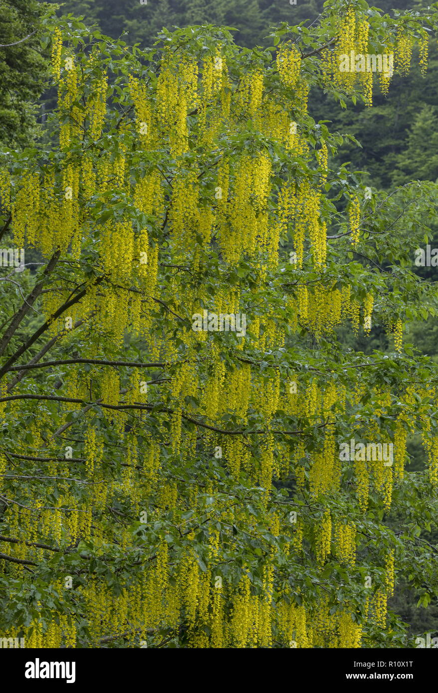 Common laburnum, Laburnum anagyroides, in flower, Julian Alps, Slovenia ...