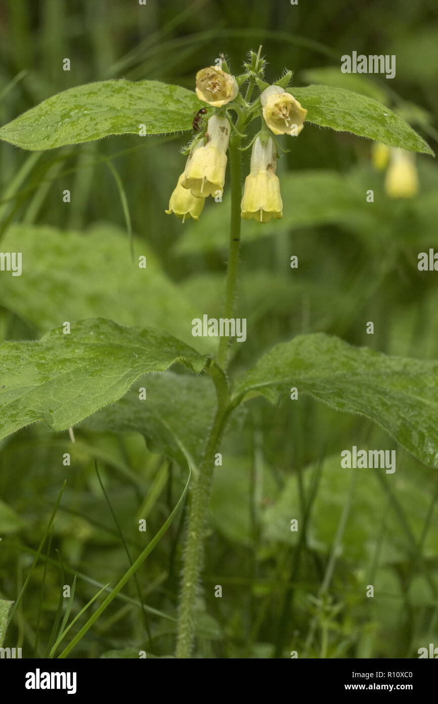 Tuberous Comfrey, Symphytum tuberosum, in flower, Slovenia Stock Photo ...
