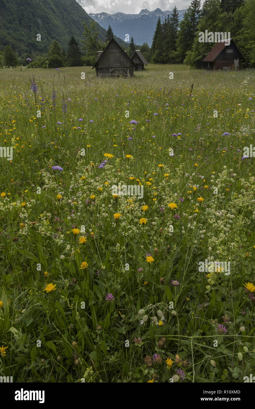 Flowery mountain hay meadows, with barns, in the Mostnice valley ...