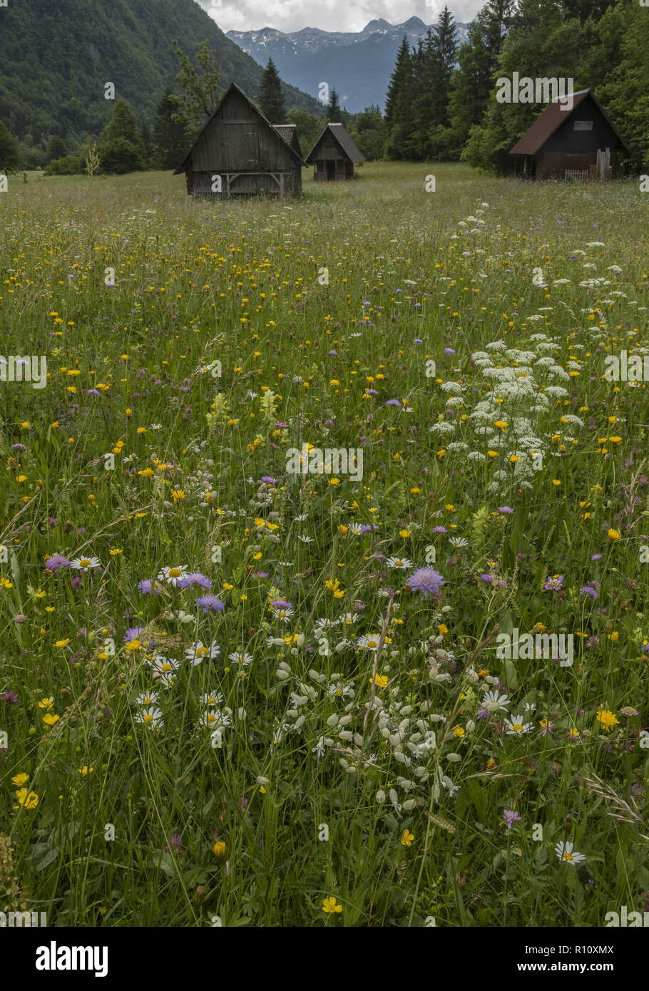 Alpine farming hi-res stock photography and images - Alamy