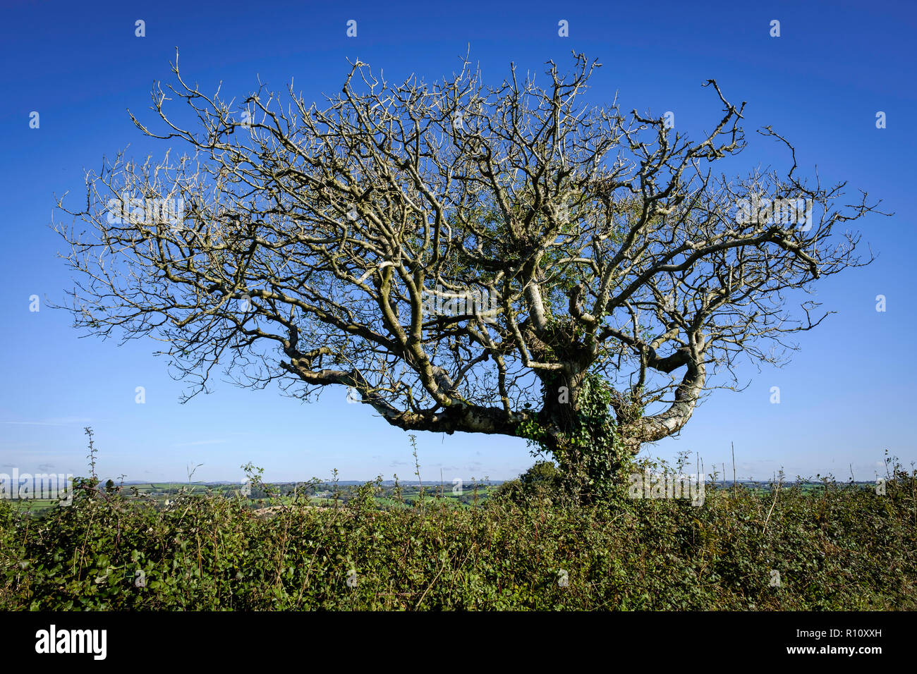 WIND SWEPT TREE PEMBROKESHIRE Stock Photo - Alamy