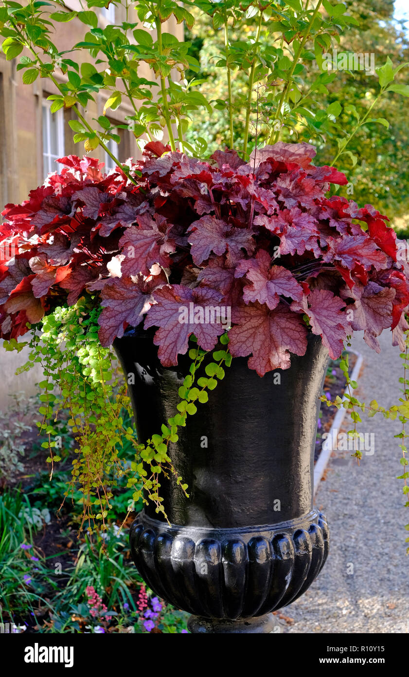 red autumn leaves in black metal urn in english garden, cambridge ...