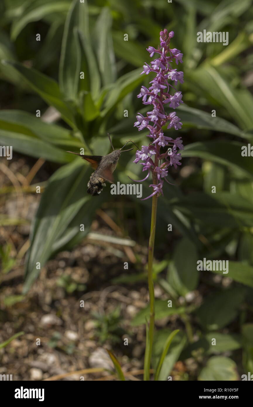 Humming-bird Hawk-moth visiting Fragrant Orchid, with pollinia on ...