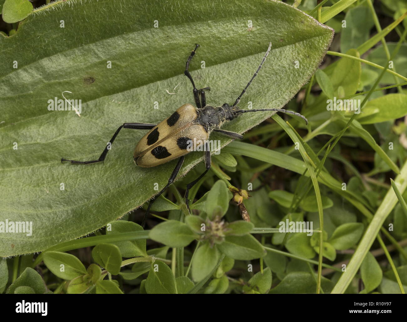 A longhorn beetle, Pachyta quadrimaculata, in the Julian Alps, Slovenia ...