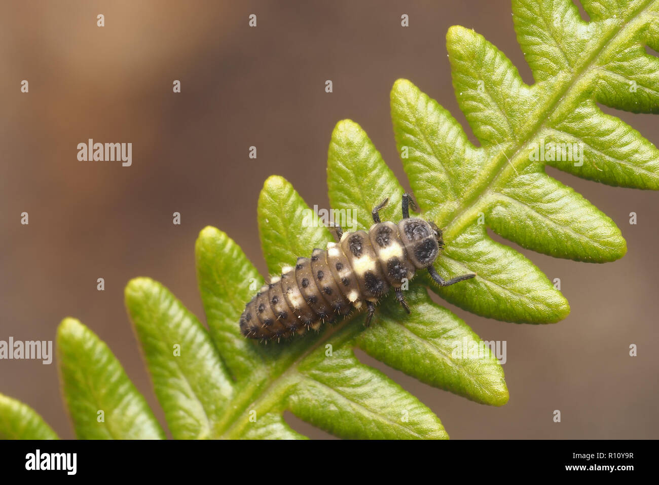 Dorsal view of 14-spot Ladybird larva (Propylea quattuordecimpunctata ...