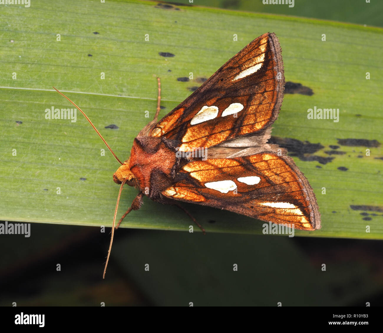 Dorsal view of gold spot moth hi-res stock photography and images - Alamy