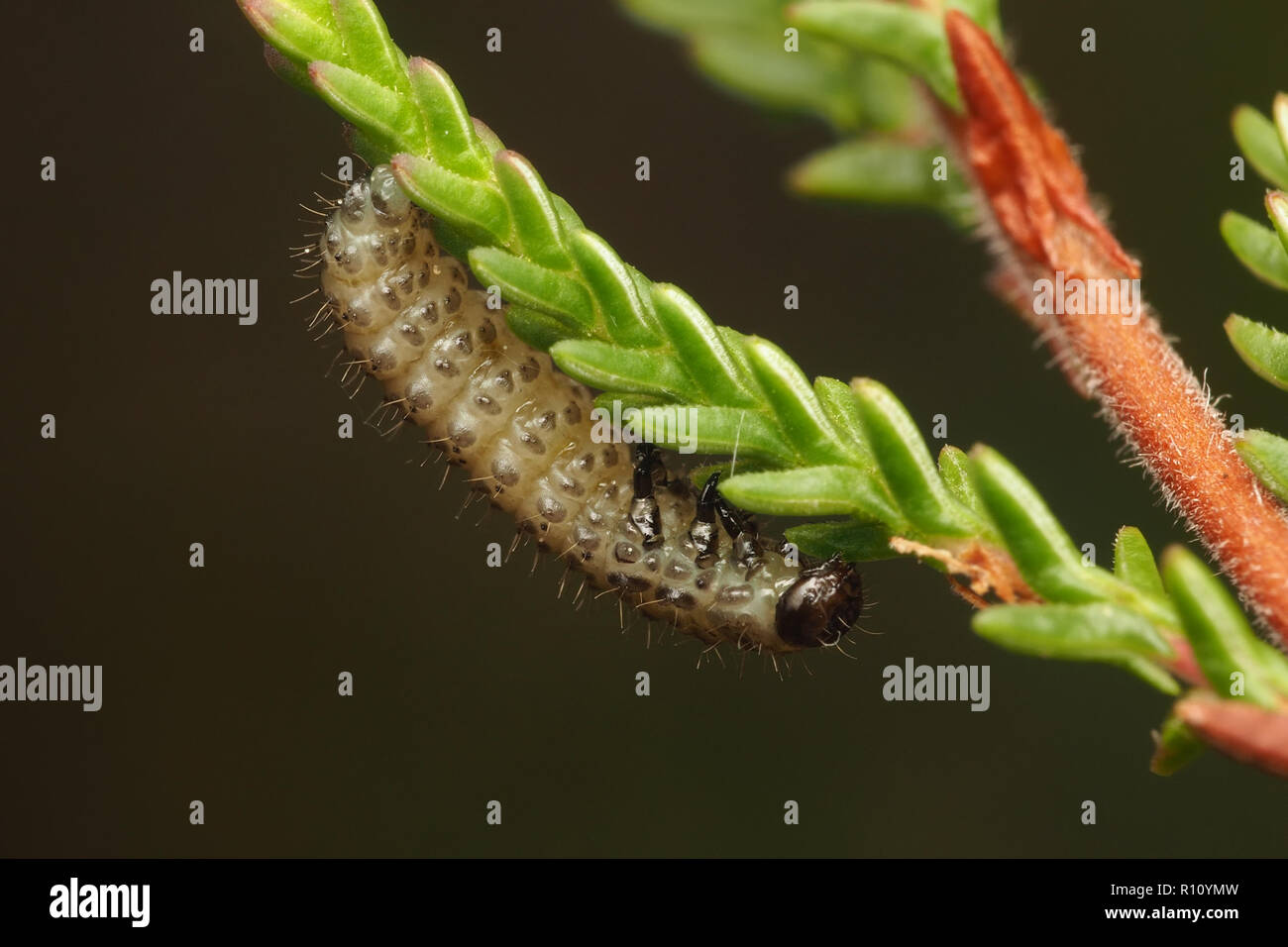 Heather beetle larva hi-res stock photography and images - Alamy
