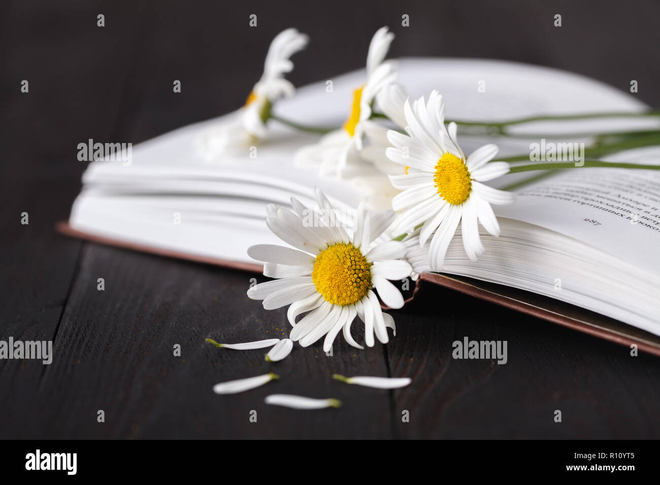 bouquet of white daisies on old book Stock Photo - Alamy