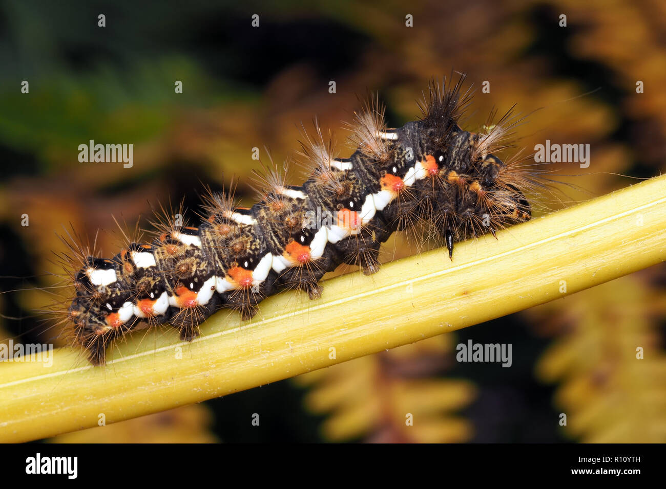 Knot Grass moth caterpillar (Acronicta rumicis) crawling along fern ...