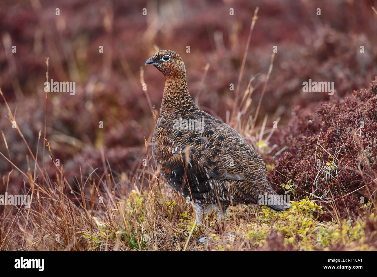 Red Grouse (Lagopus lagopus scotica) female Stock Photo - Alamy