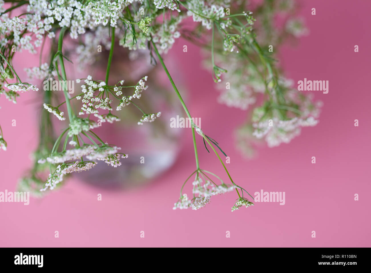 Small and fragrant spring flowers Stock Photo - Alamy