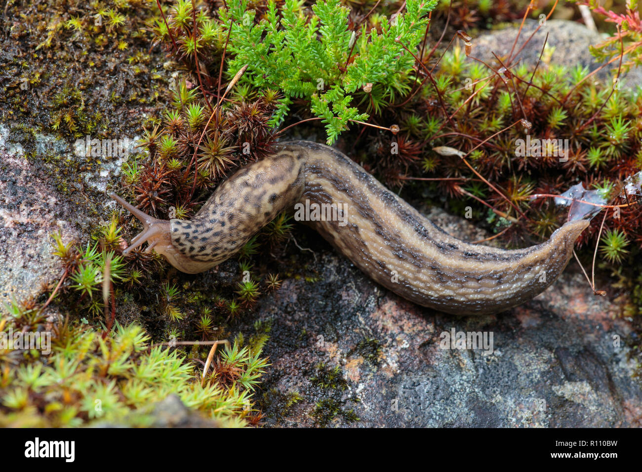 Leopard Slug (Limax maximus Stock Photo - Alamy