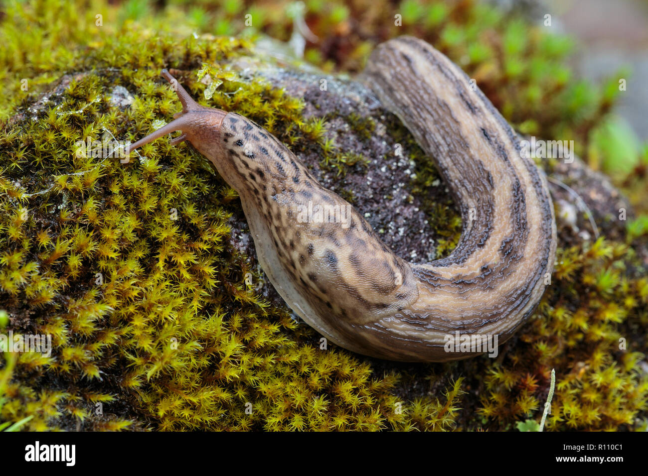 Leopard Slug (Limax maximus Stock Photo - Alamy