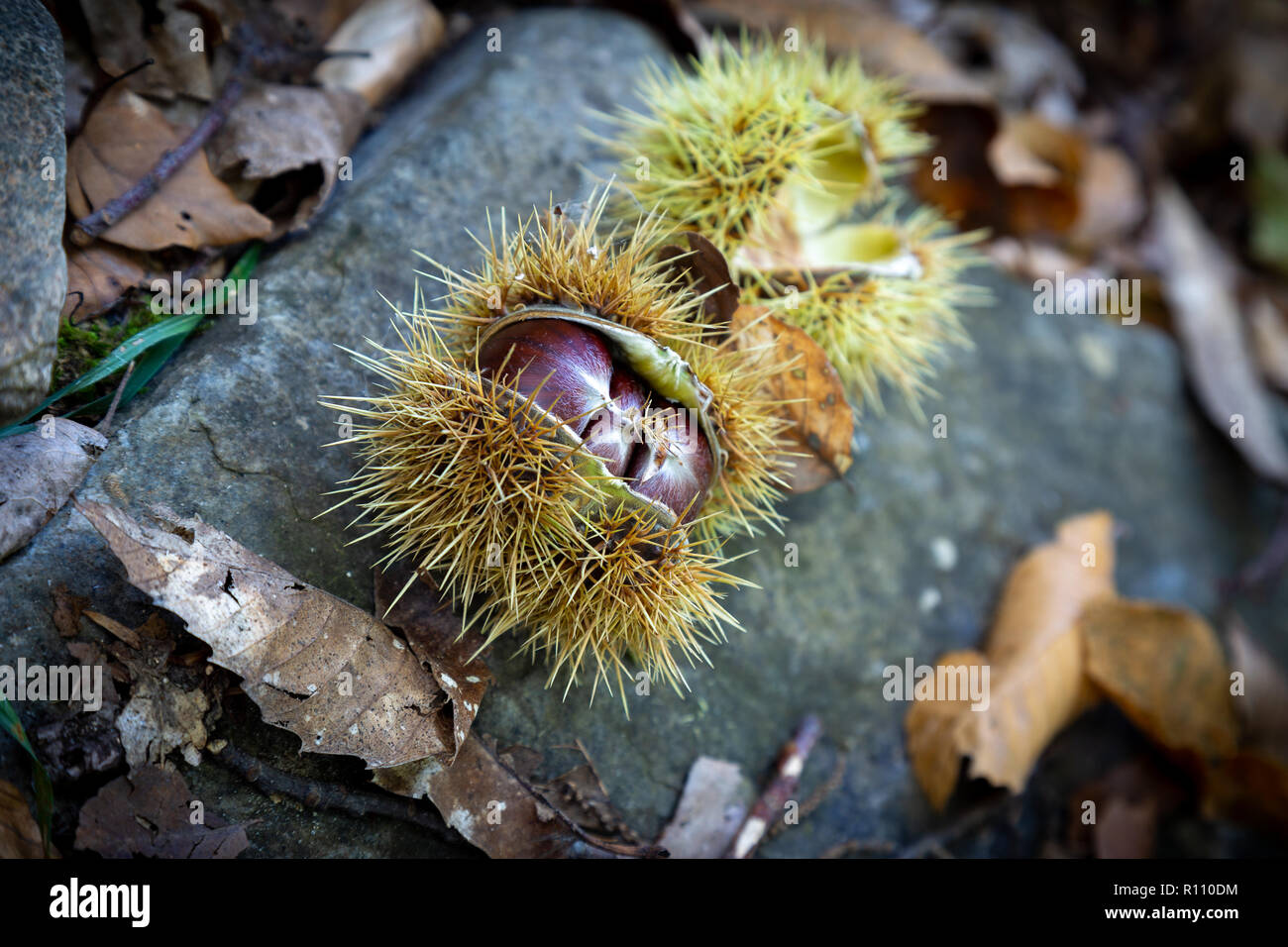 Sweet ripe chestnuts fruit hi-res stock photography and images - Alamy