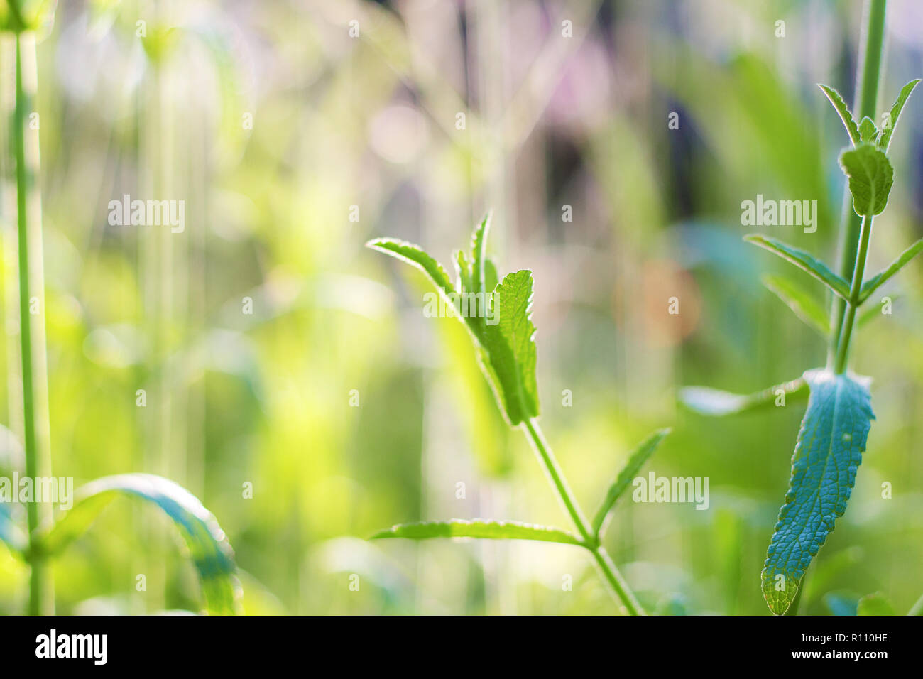 Verbena with amaranth hi-res stock photography and images - Alamy