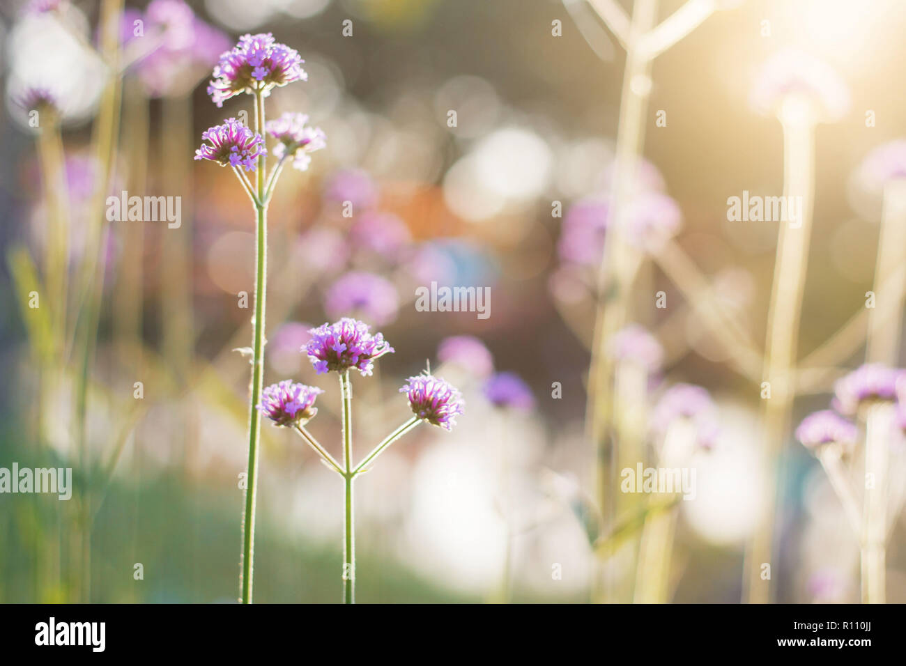 Verbena with amaranth hi-res stock photography and images - Alamy