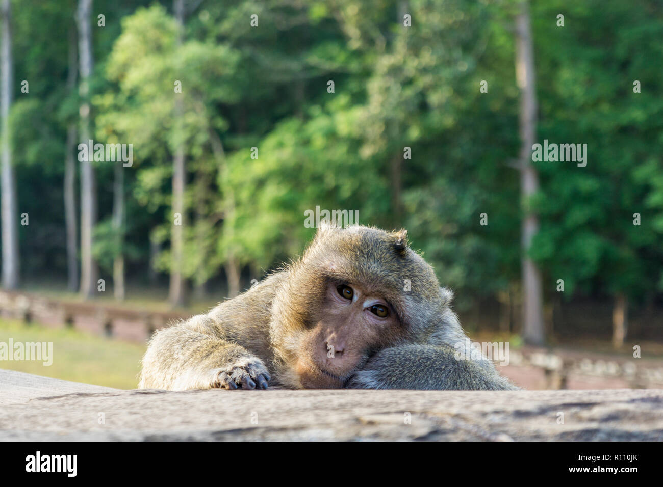 Angkor wat monkey hi-res stock photography and images - Alamy