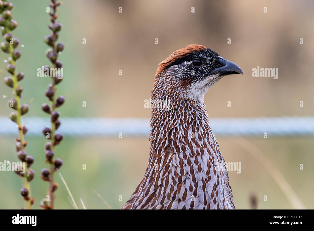 Closeup view of Erckel's Francolin (pternistis erckelii), profile view ...
