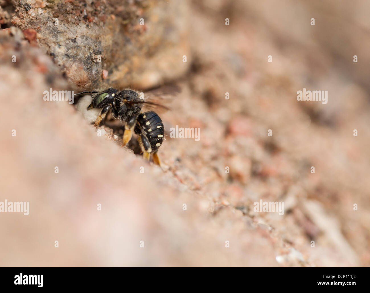 Anthidium punctatum hi-res stock photography and images - Alamy