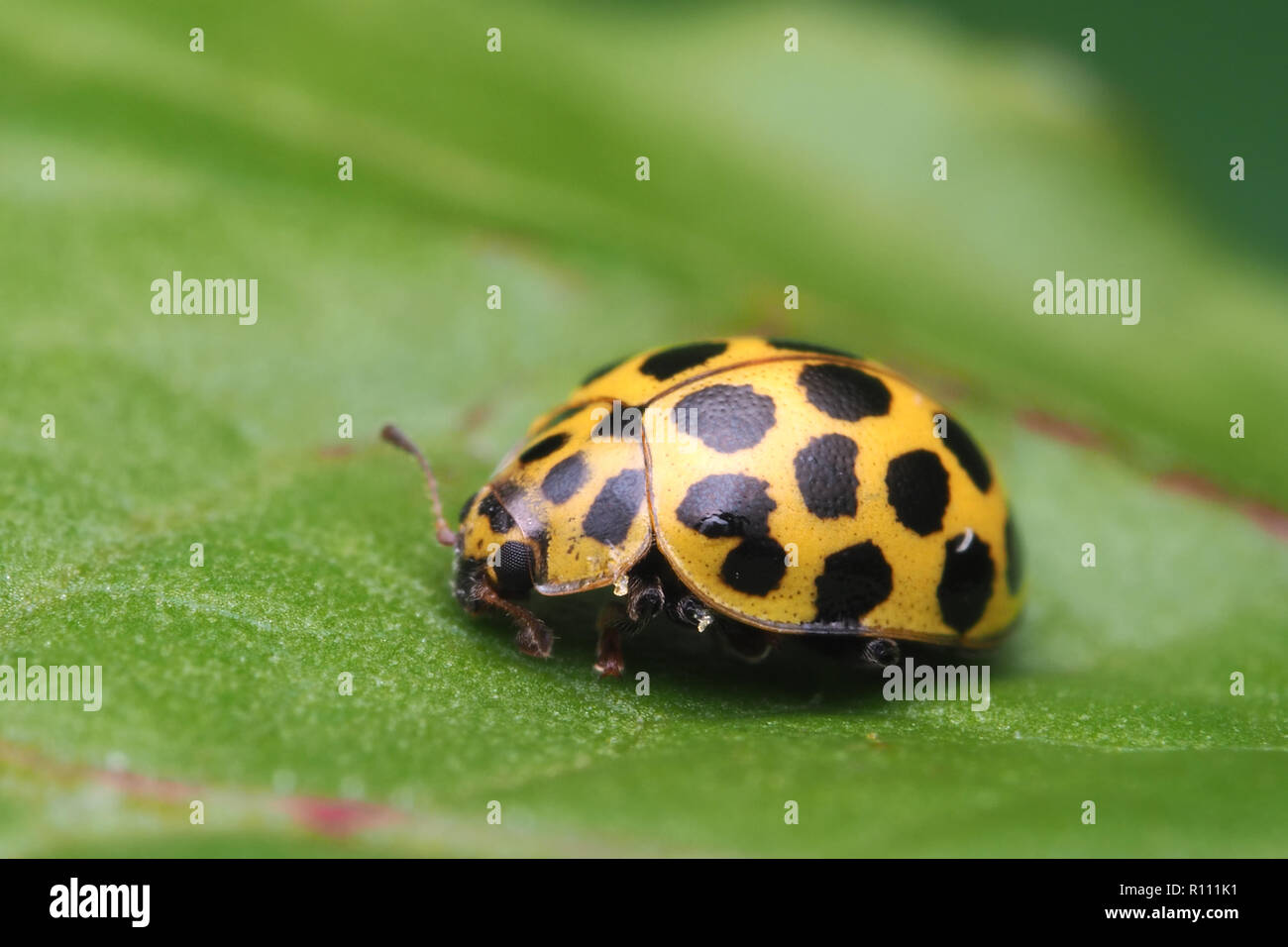 22-spot Ladybird (Psyllobora 22-punctata) resting on leaf. Tipperary ...