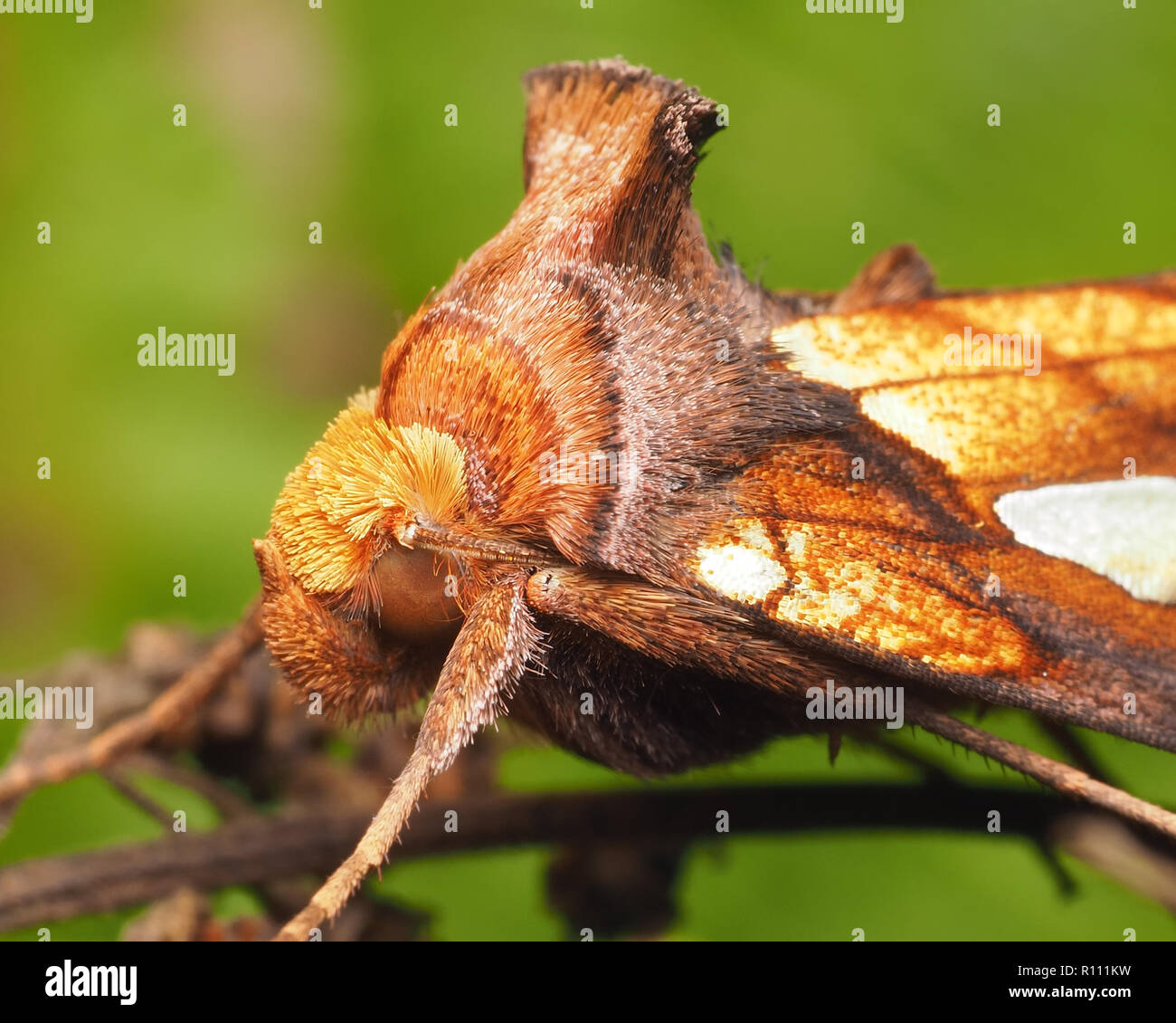 Gold spot moth hi-res stock photography and images - Alamy