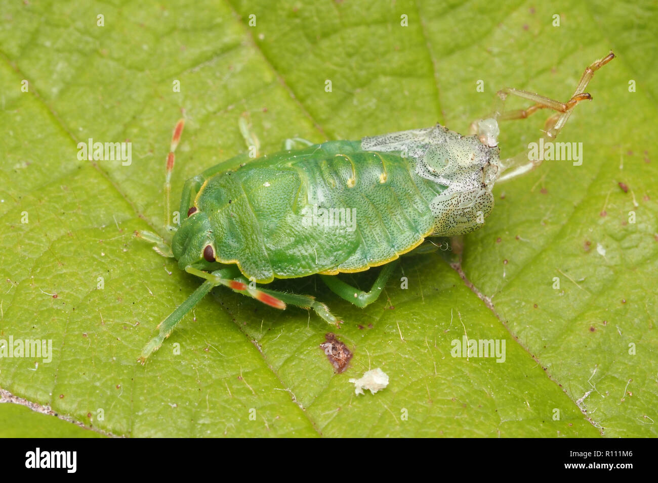 Common green shieldbug molting to final instar hi-res stock photography ...