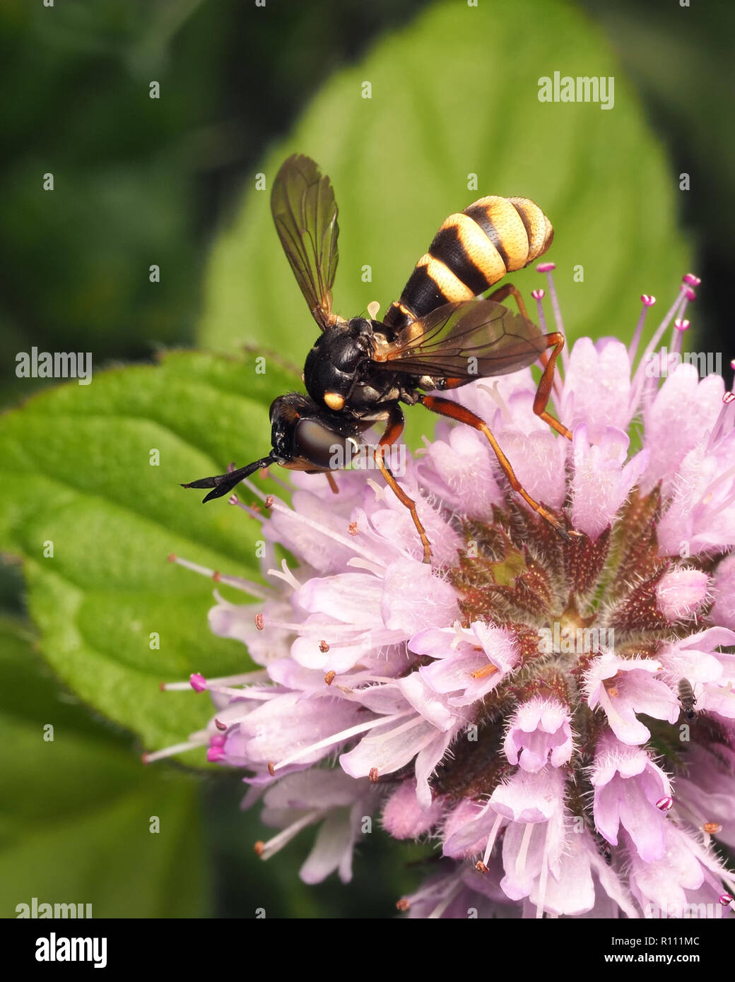 Conopid fly (Conops quadrifasciatus) feeding on wildflower. Tipperary ...