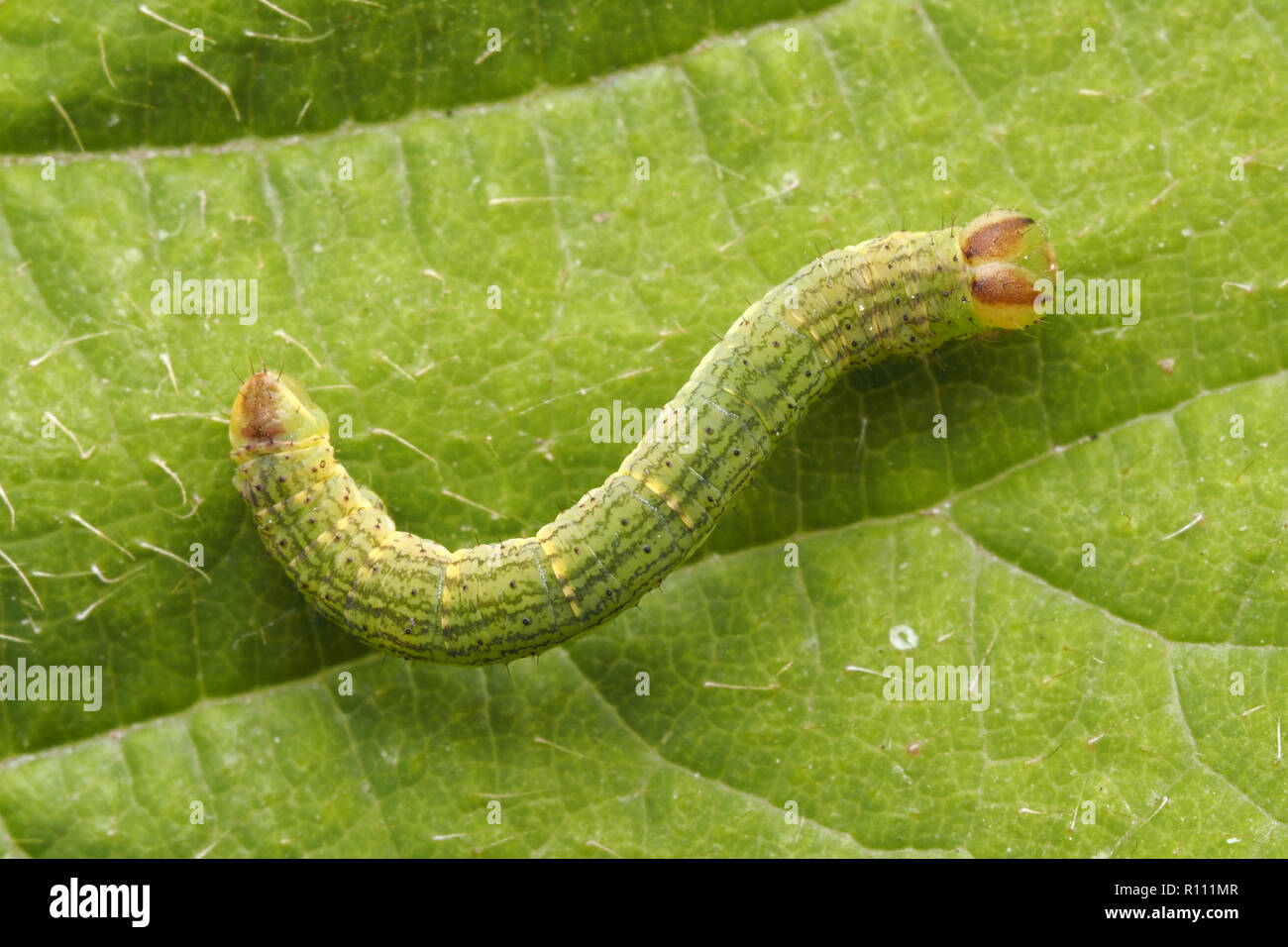 Dorsal view of clouded border moth caterpillar hi-res stock photography ...