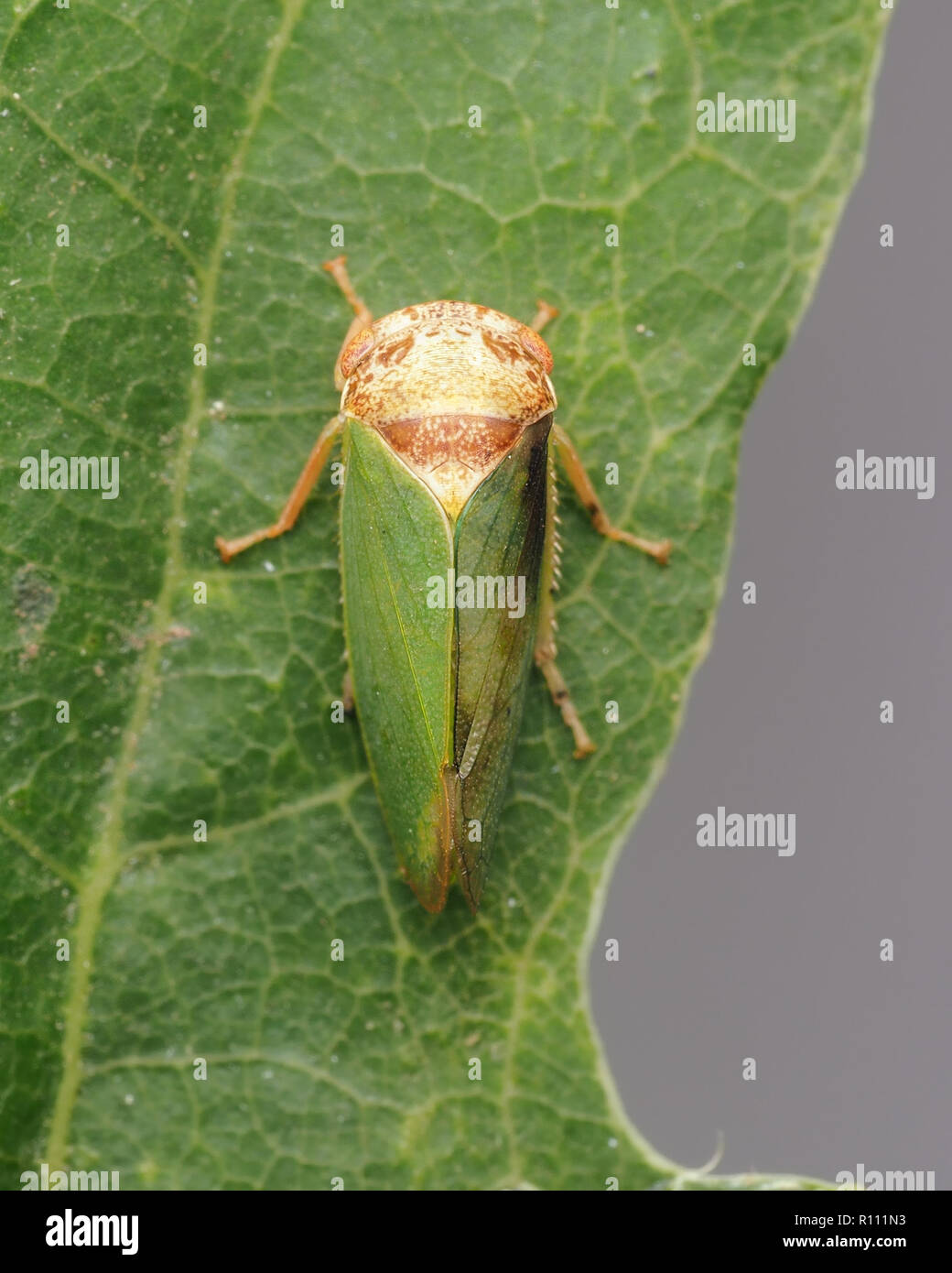 Dorsal view of Iassus lanio leafhopper on oak leaf. Tipperary, Ireland ...