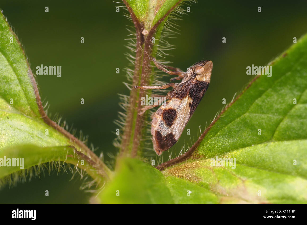 Frog hopper hi-res stock photography and images - Alamy