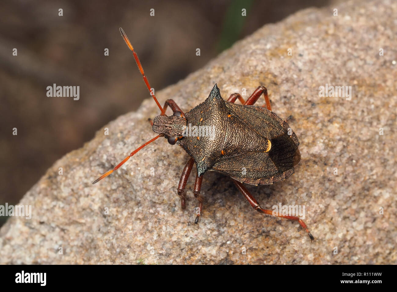 Spiked Shieldbug (Picromerus bidens) resting on a stone. Tipperary ...