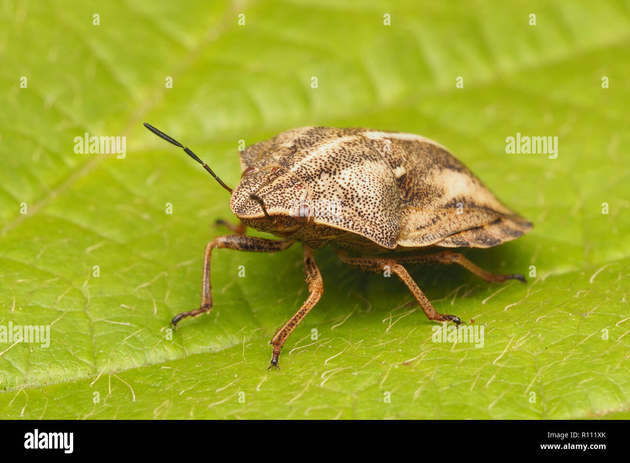 Tortoise Shieldbug (Eurygaster testudinaria) resting on leaf. Tipperary ...