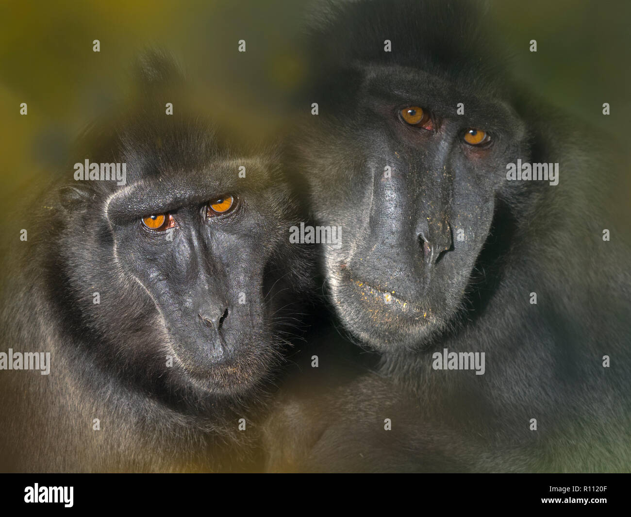 Celebes crested macaque Macaca nigra also known as the crested black ...