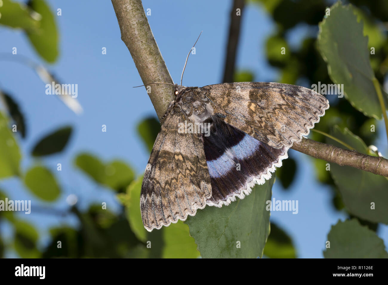 Blaues Ordensband, Catocala fraxini, blue underwing, Clifden nonpareil ...