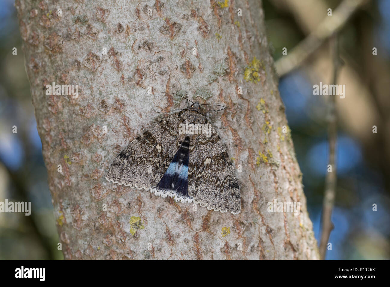 Blaues Ordensband, Catocala fraxini, blue underwing, Clifden nonpareil ...