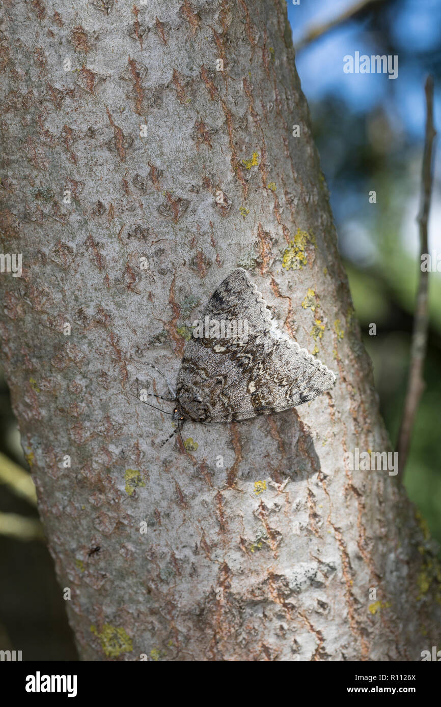 Blue underwing moth hi-res stock photography and images - Alamy