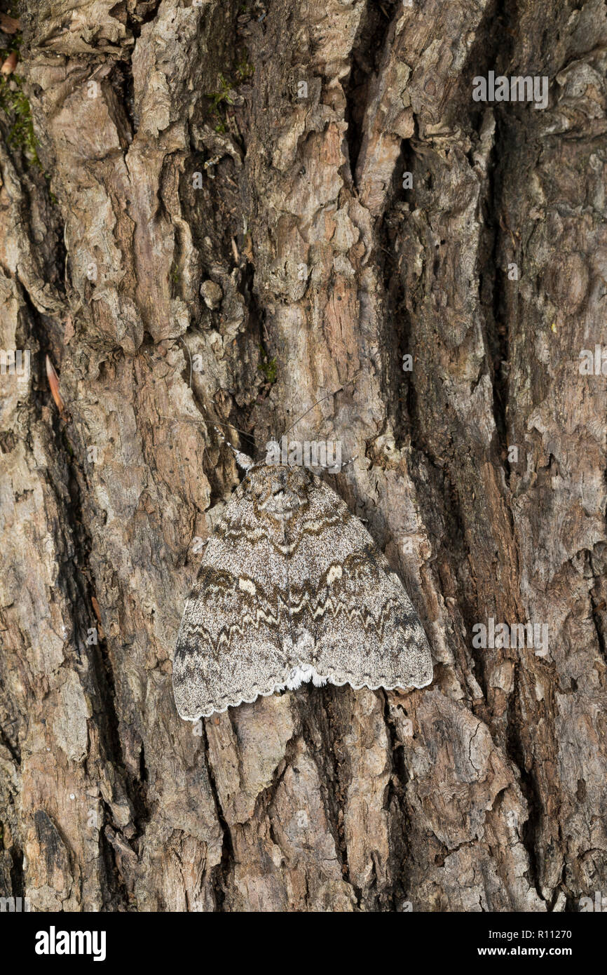 Blaues Ordensband, Catocala fraxini, blue underwing, Clifden nonpareil ...