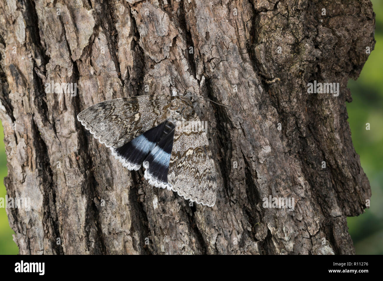 Blaues Ordensband, Catocala fraxini, blue underwing, Clifden nonpareil ...