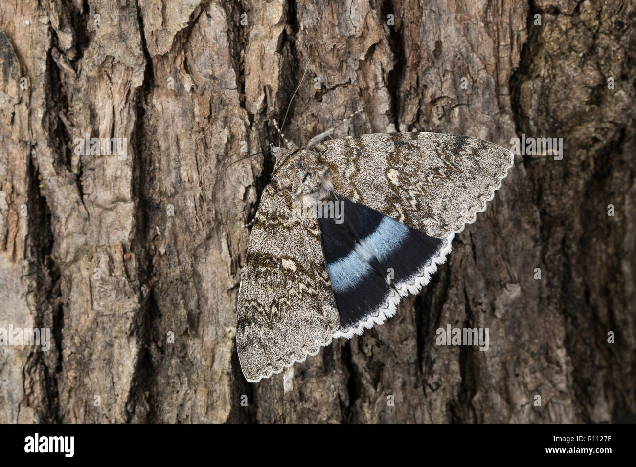 Blaues Ordensband, Catocala fraxini, blue underwing, Clifden nonpareil ...