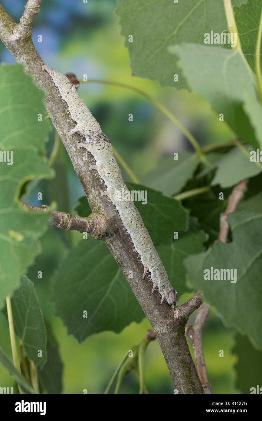 Blaues Ordensband, Raupe frisst an Pappel, Catocala fraxini, blue ...