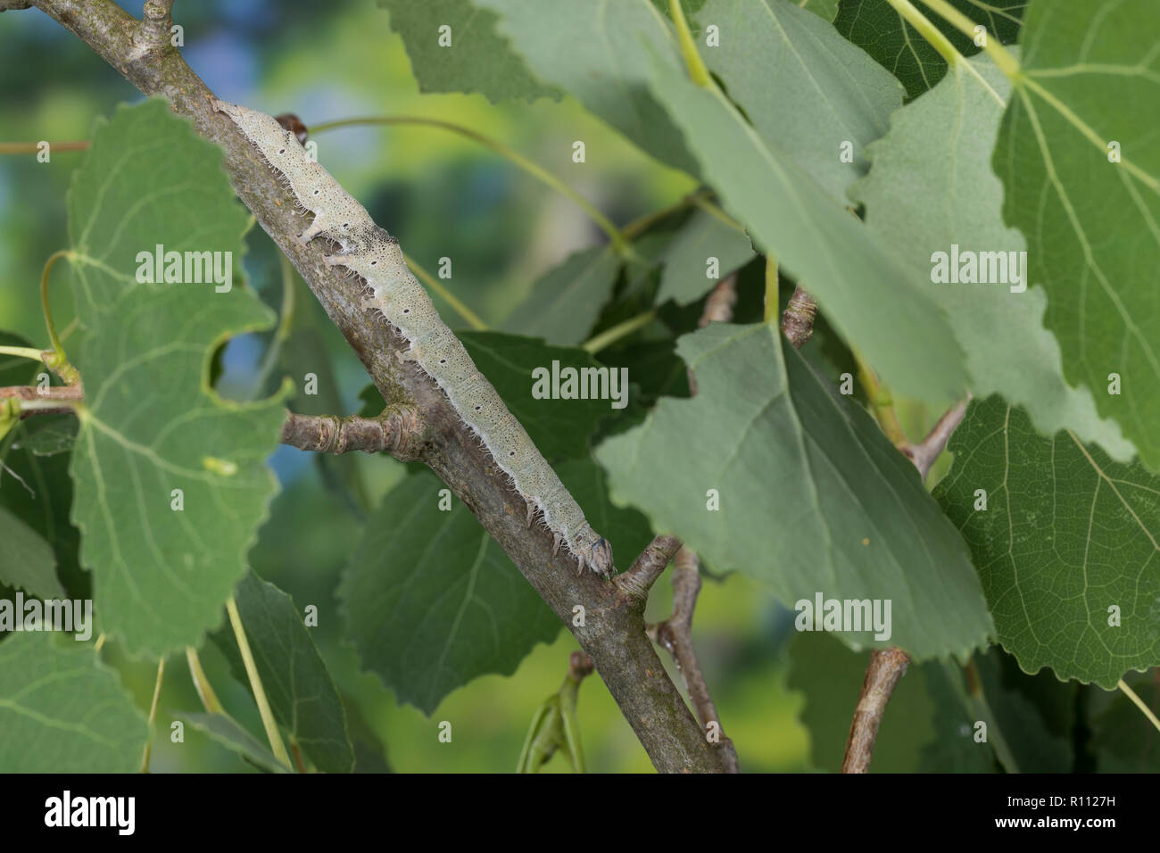 Blaues ordensband hi-res stock photography and images - Alamy
