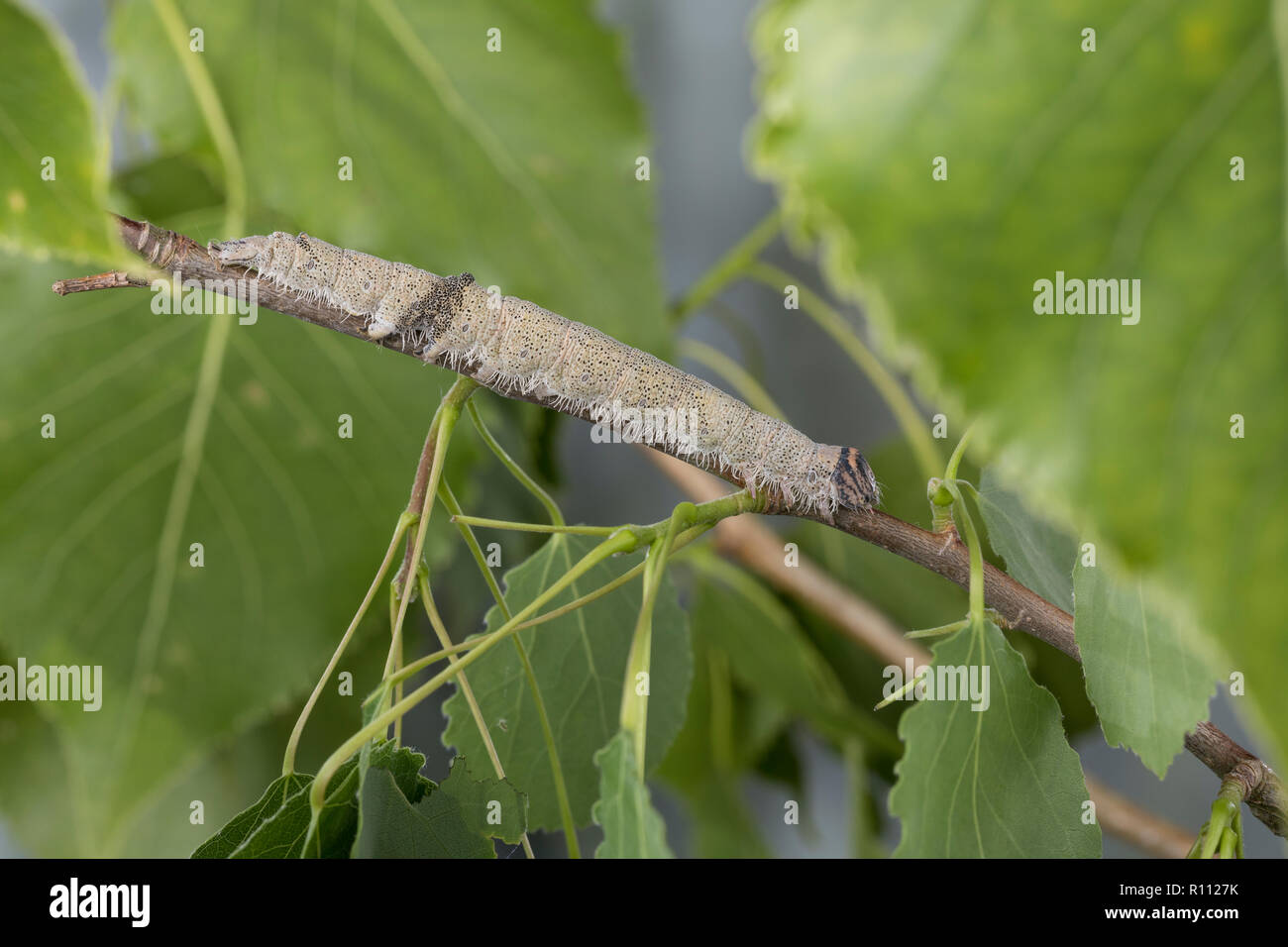 Blaues Ordensband, Raupe frisst an Pappel, Catocala fraxini, blue ...